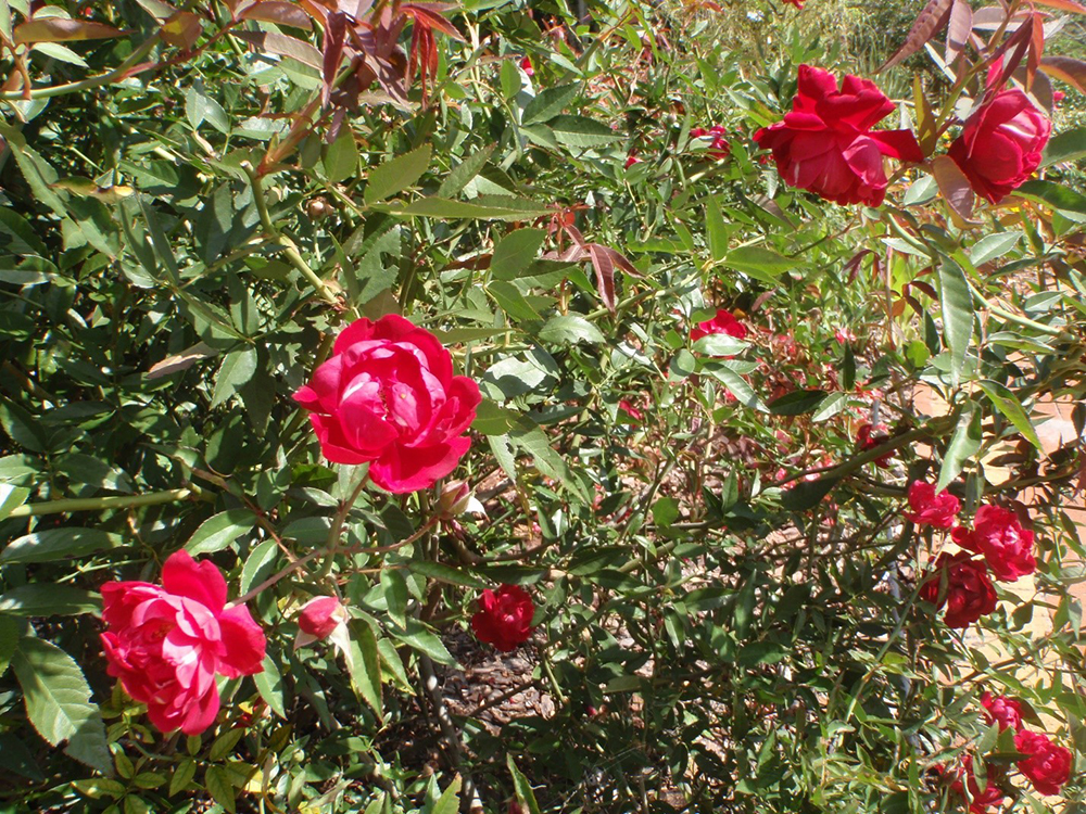 News and Events - A Rose Recommended for South Florida